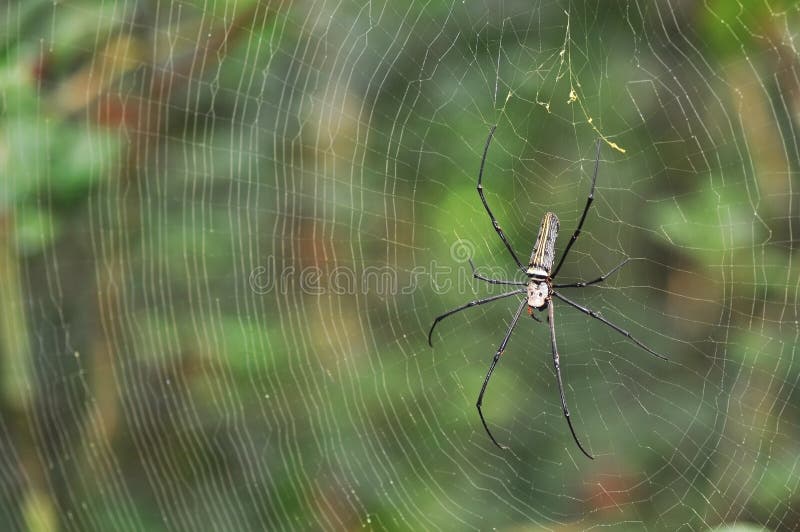 Tropical spider stock photo. Image of cobweb, animal - 65157506