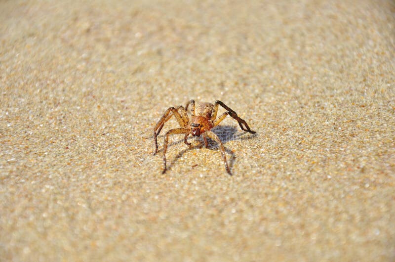 Spider on the sand stock image. Image of brazil, wild - 83949575
