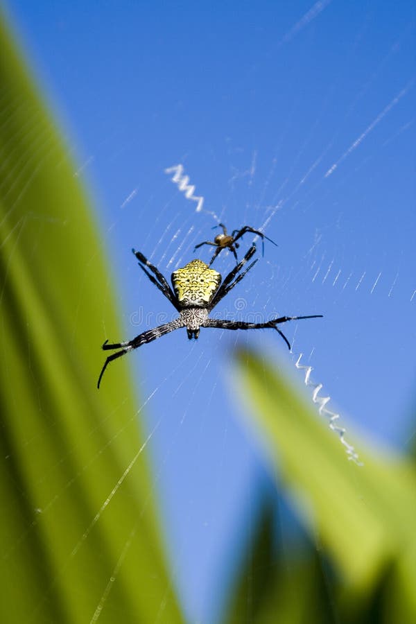 Tropical spider in web stock image. Image of colourful - 3146163
