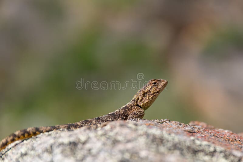 The Tropical Spiny Agama (Agama Armata Stock Photo - Image of ...