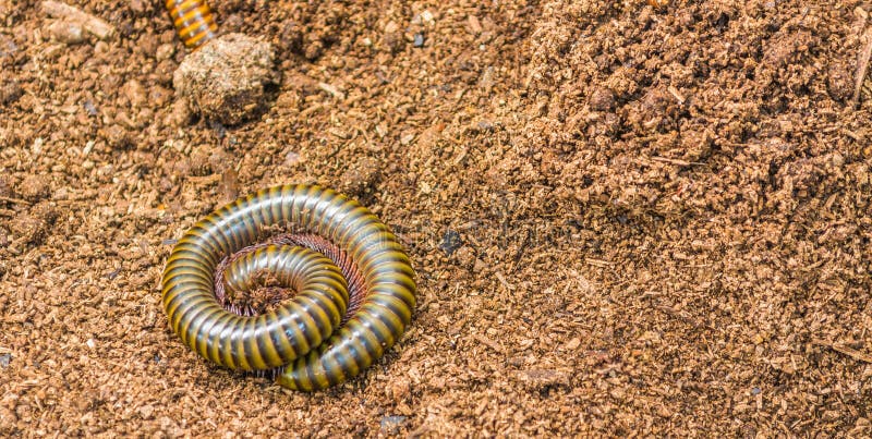 Tropical Spiral Insect, Millipede Stock Image - Image of environment ...