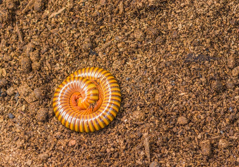 Tropical Spiral Insect, Millipede Stock Image - Image of beautiful ...
