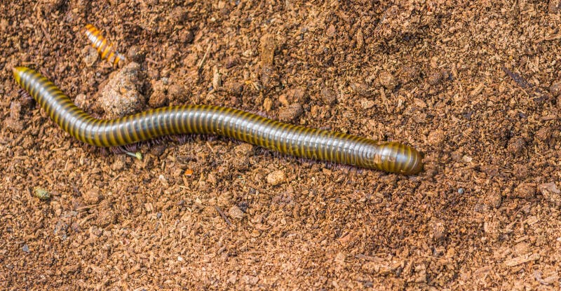 Spiral insect stock photo. Image of circle, insect, pattern - 73970536
