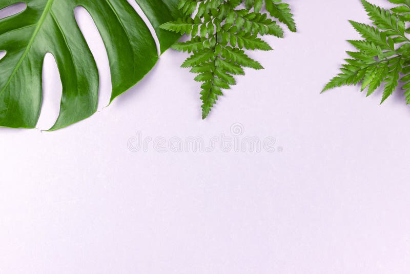 Tropical Split Leaves and Fern on Pastel Pink Background Stock Photo ...