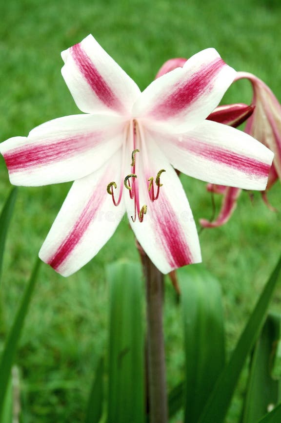 Tropical spring flowers stock photo. Image of petals, bloom - 2616458
