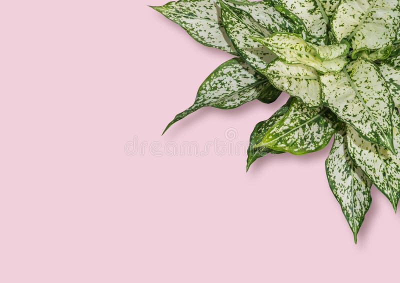 Tropical Spring Leaves, Plant in Pink Pastel Background Stock Photo ...