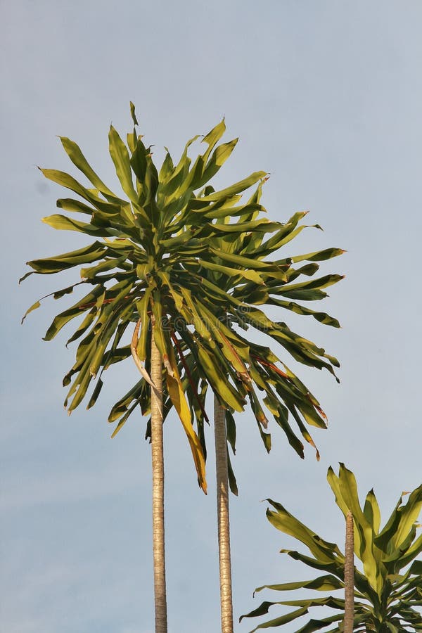 Tropical Spring stock photo. Image of season, tropical - 142014276