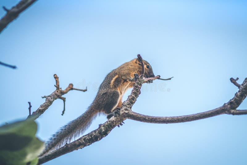 Tropical Squirrel. Bali Island. Stock Image - Image of light, cute ...