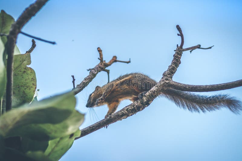 Tropical Squirrel. Bali Island. Stock Photo - Image of hair, light ...