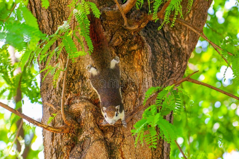 Tropical Squirrel in Foliage on Tree Branches Stock Photo - Image of ...