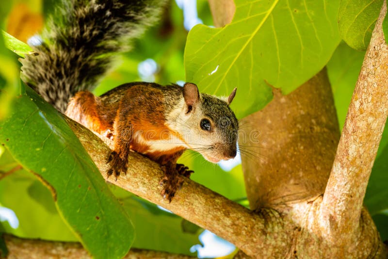A Tropical Squirrel Sits on an Almond Tree Stock Photo - Image of ...