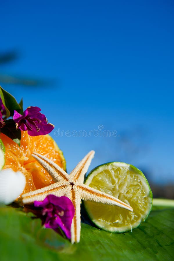 Tropical still life stock image. Image of copy, still - 22040151