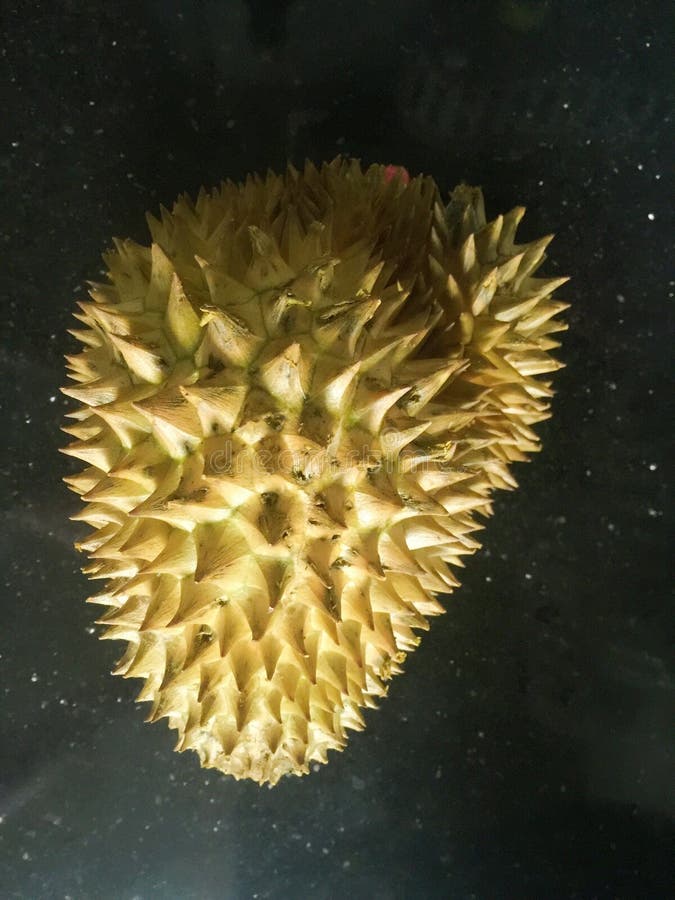 Whole durian fruit stock image. Image of tropical, stinky - 115781045