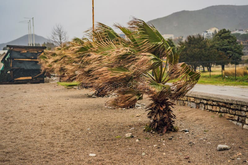 Tropical Storm, Heavy Rain and High Winds in Tropical Climates. Palm ...