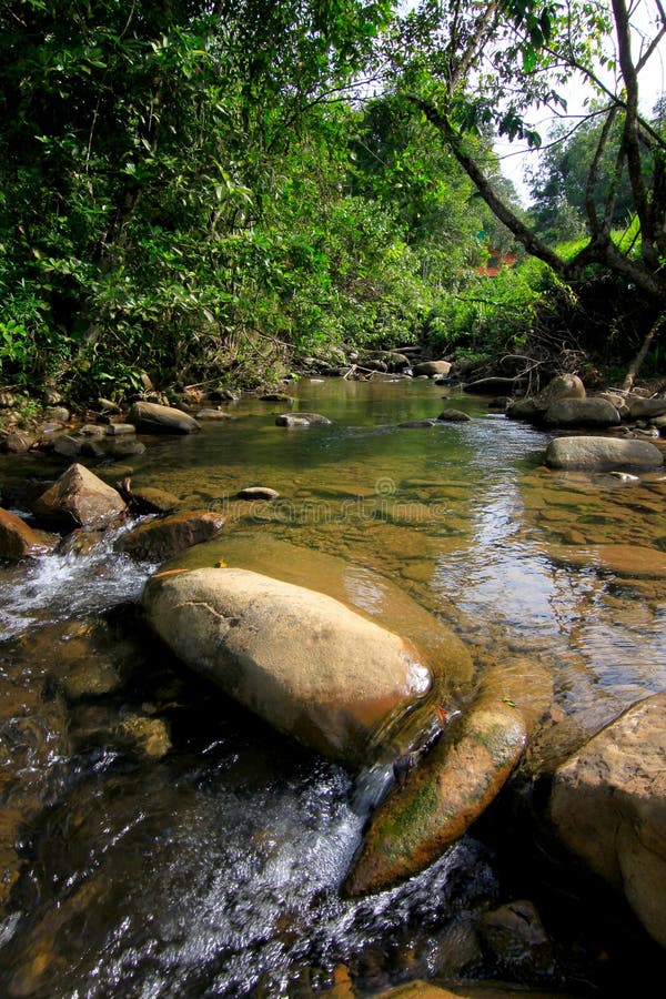 Tropical Stream stock image. Image of rain, stream, rocks - 84092769