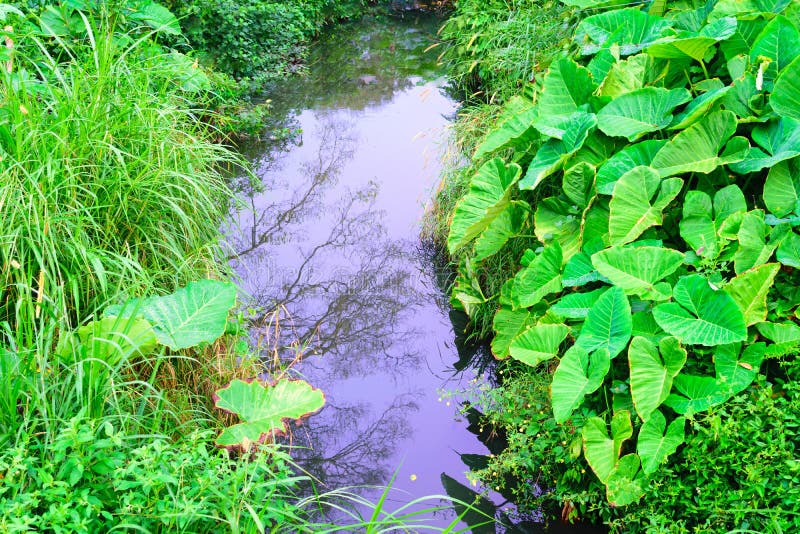Tropical Stream stock photo. Image of environment, latin - 105357656