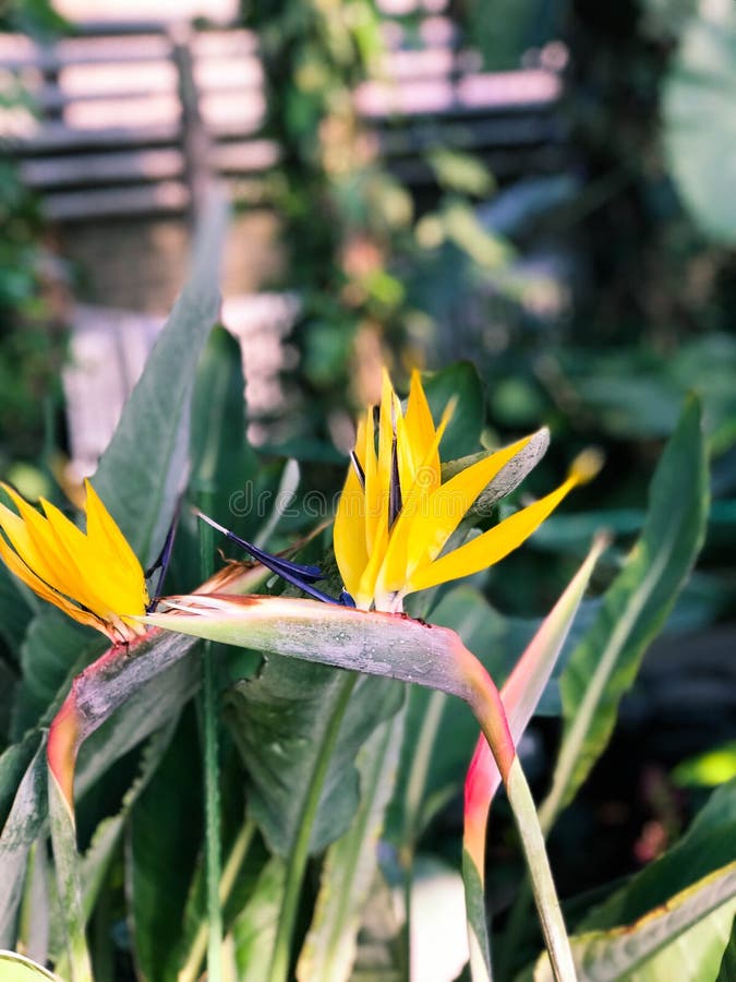 Tropical strelitzia flower stock image. Image of hawaiian - 147183611