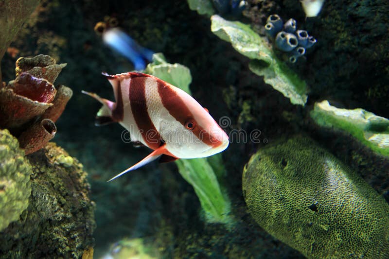 Tropical striped fish stock photo. Image of colored, beauty - 46375338