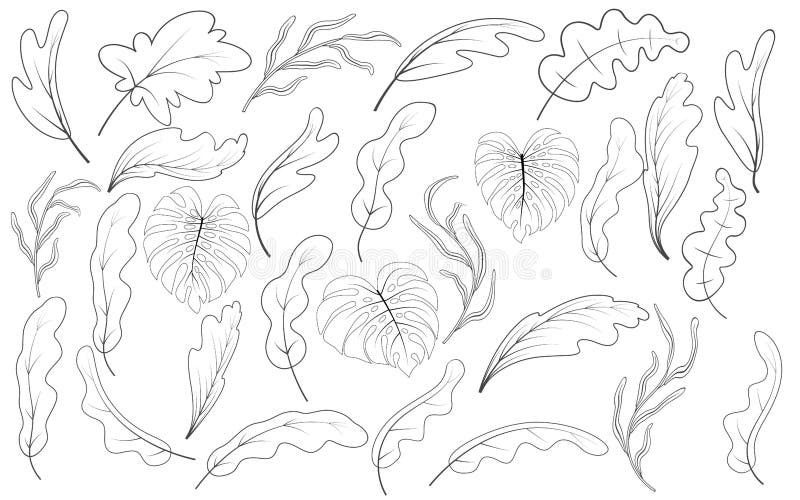 Tropical Style Vector Hand Drawn Stock Vector - Illustration of drawing ...