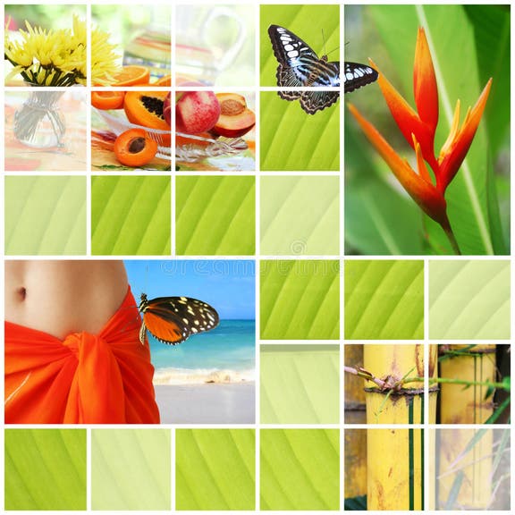 Tropical summer collage stock photo. Image of environment - 7849082