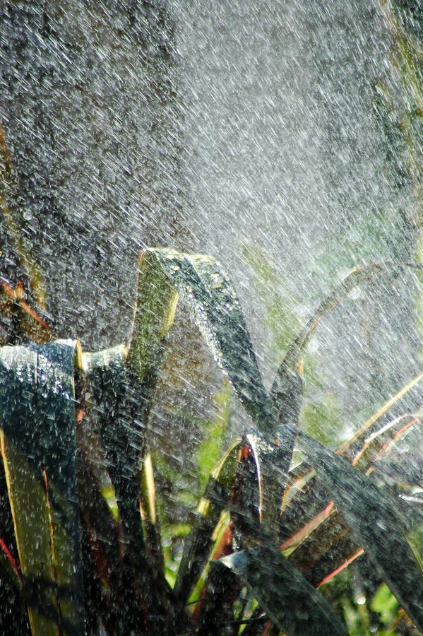 Tropical summer rain stock photo. Image of drops, light - 2082224