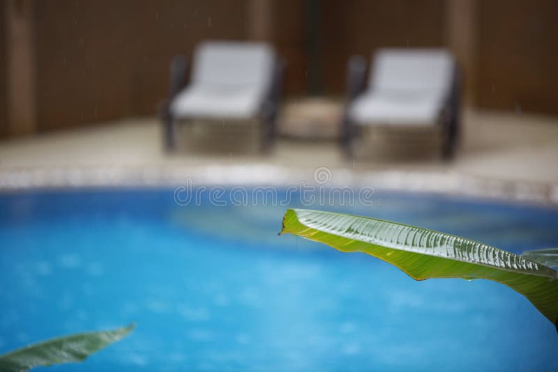 Tropical Summer Rain Falling Down on Swimming Pool on Tropical Palm ...