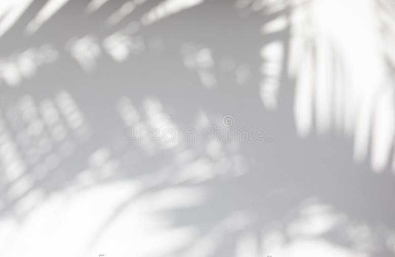 Tropical Sun Shadows on the Wall. Stock Photo - Image of transparent ...