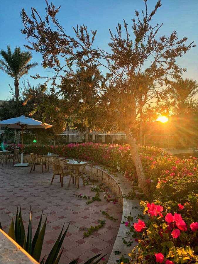 Tropical sunset cafe stock image. Image of flowers, palm - 252232905