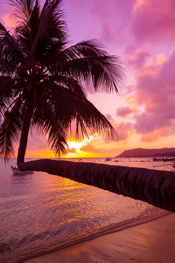 Sunset Coconut Tree Silhouette Evening Stock Photo - Image of tree ...