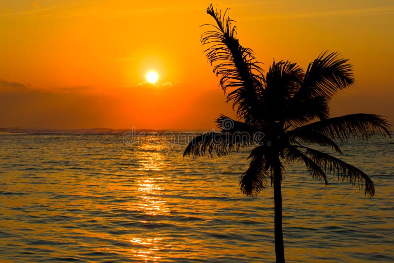 Clearwater Sunset stock photo. Image of trees, oceans, ocean - 507114
