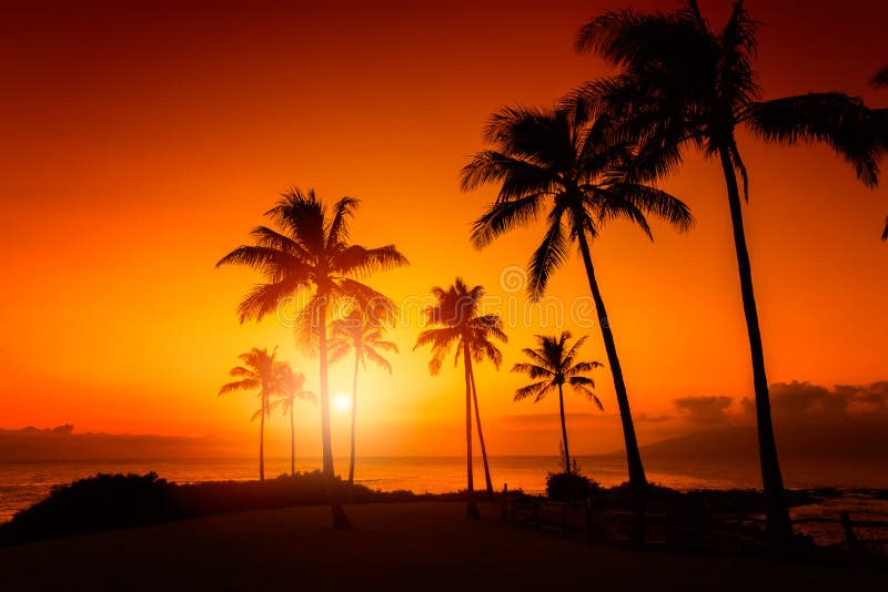 Tropical susnet stock image. Image of trees, palms, vacation - 75914797