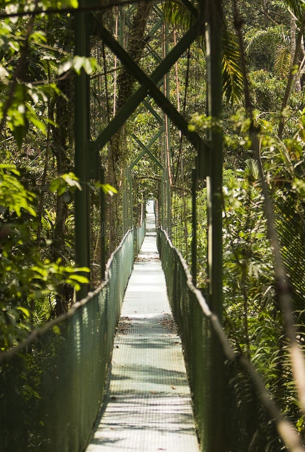 Tropical Suspension Bridge stock image. Image of costa - 22474531