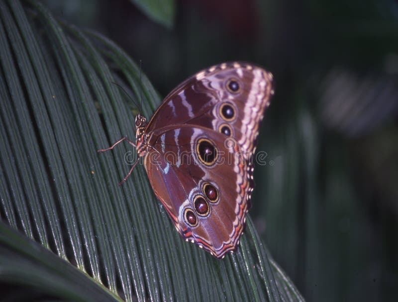 178 Owl Eye Moth Photos - Free & Royalty-Free Stock Photos from Dreamstime