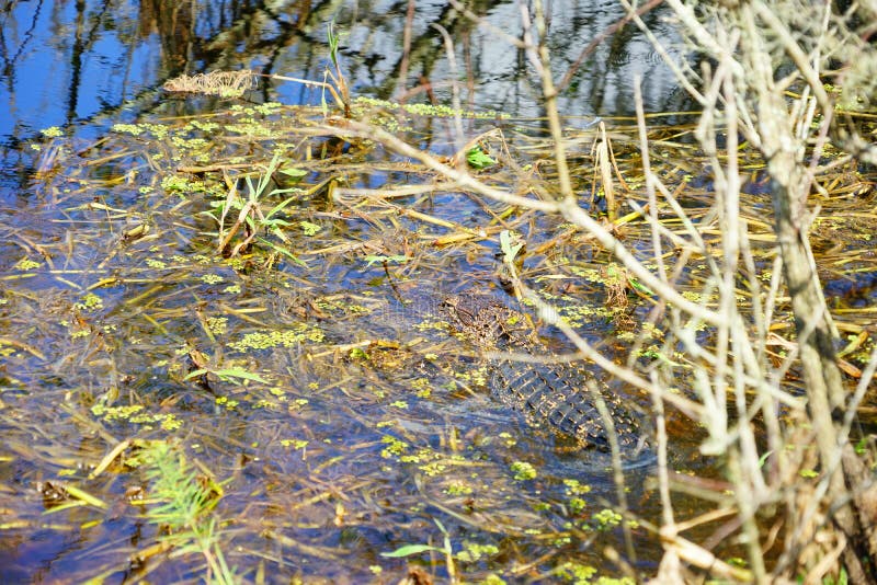Tropical Swamp with Alligator Stock Image - Image of atropical ...
