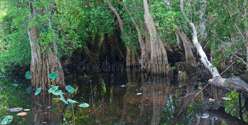 Tropical swamp stock image. Image of mangrove, beautiful - 118882955