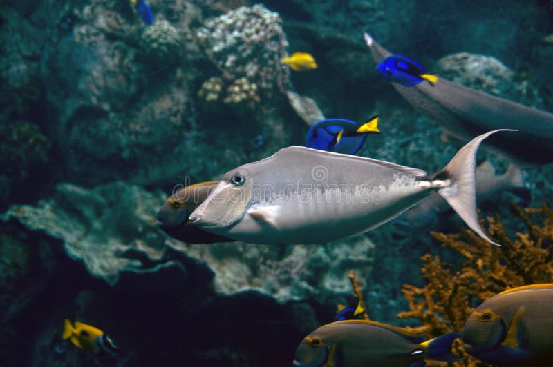 Tropical tang fish stock image. Image of colorful, nature - 12057777