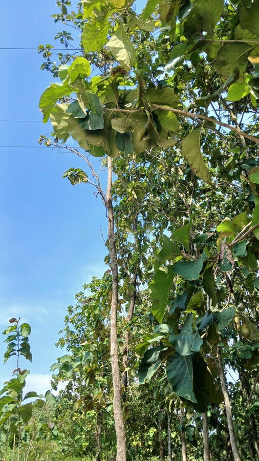 Tropical Teak Forest with Green Leaves and Clear Blue Sky Stock Photo ...