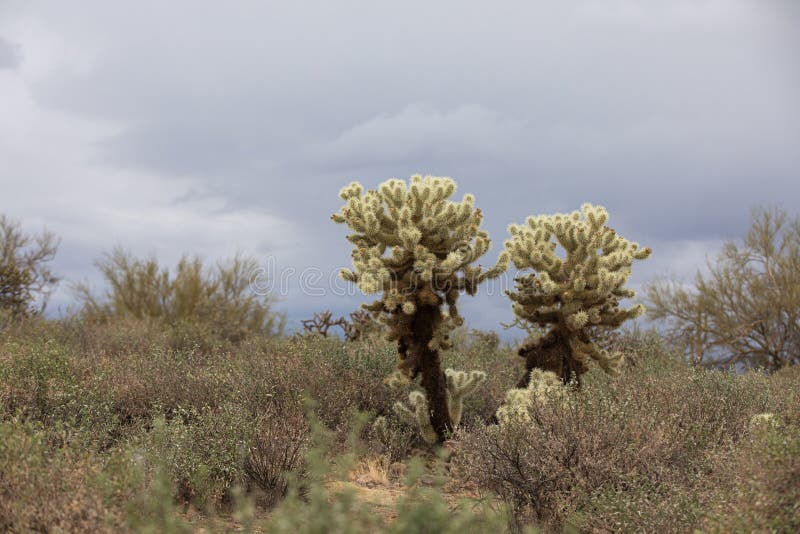 Tropical Teddy Bear Cholla Cacti on an Arizona Desert Stock Photo ...