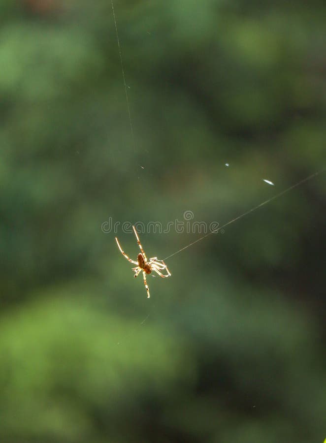 A tropical tent web spider stock image. Image of portrait - 254410579
