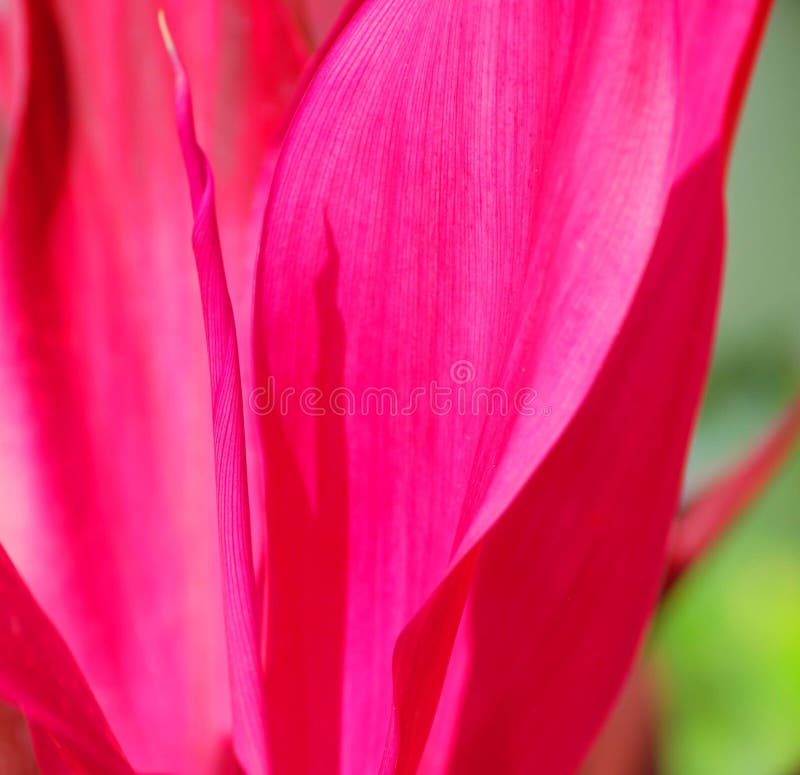 Tropical Thai Plant-Study in Red Stock Image - Image of tropics, island ...