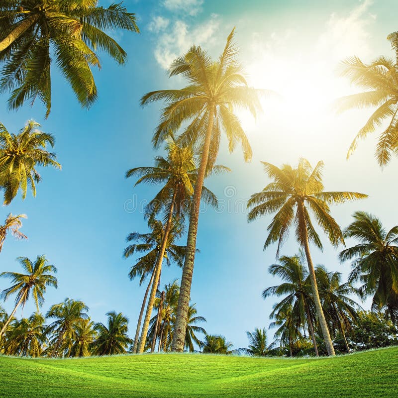 Tropical theme stock image. Image of climate, tree, blue - 26582035