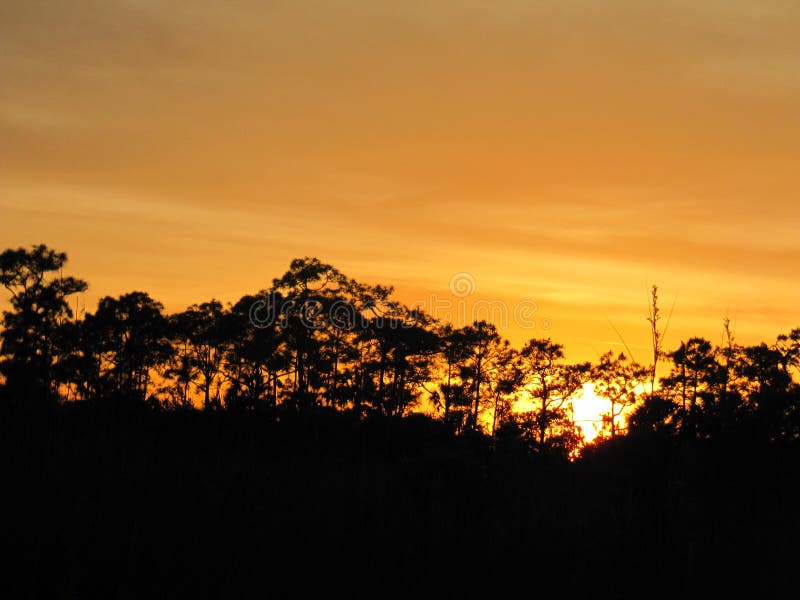 Tropical time in Florida stock photo. Image of floirda - 87385526