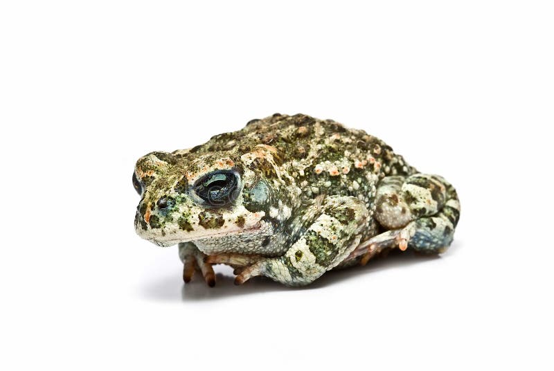 Tropical Toad in the Rainforest at Napo River Basin, Amazon Rainforest ...