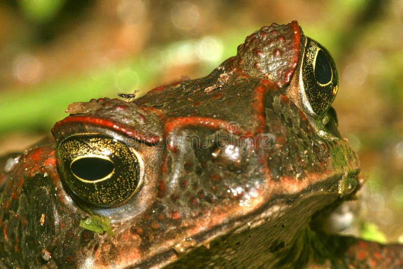 Tropical Toad, Amazon Rainforest, Napo River Basin Stock Photo - Image ...