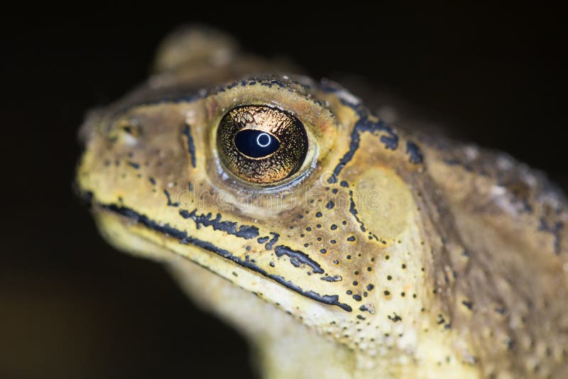 Tropical Toad in the Rainforest at Napo River Basin, Amazon Rainforest ...