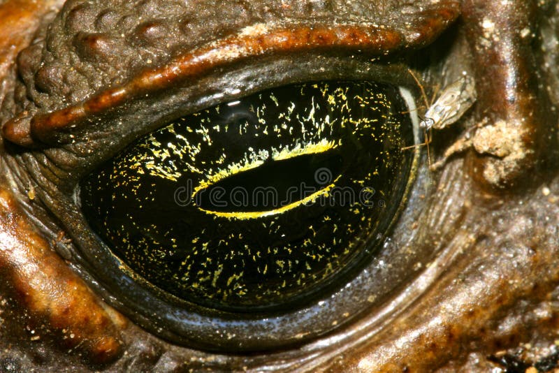Tropical Toad Eye, Amazonia Stock Image - Image of zoology, animals ...