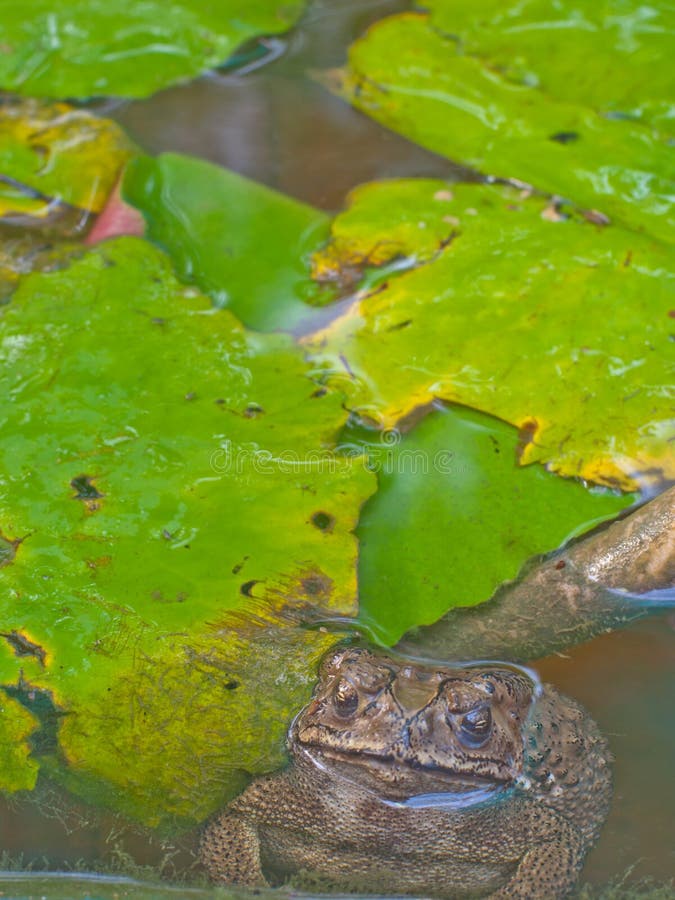 Tropical Toad in the Rainforest at Napo River Basin, Amazon Rainforest ...