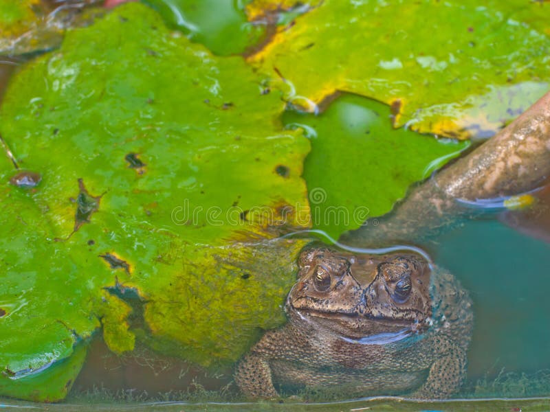 Tropical Toad in the Rainforest at Napo River Basin, Amazon Rainforest ...