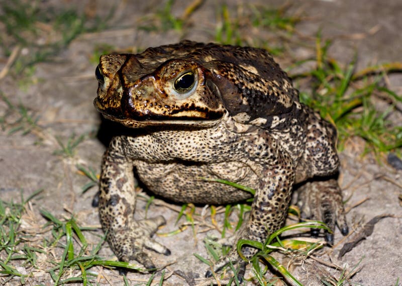 Tropical Toad in Indonesia Close Up Stock Photo - Image of frog, animal ...