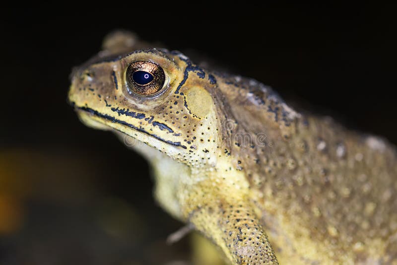 Tropical Toad in the Rainforest at Napo River Basin, Amazon Rainforest ...